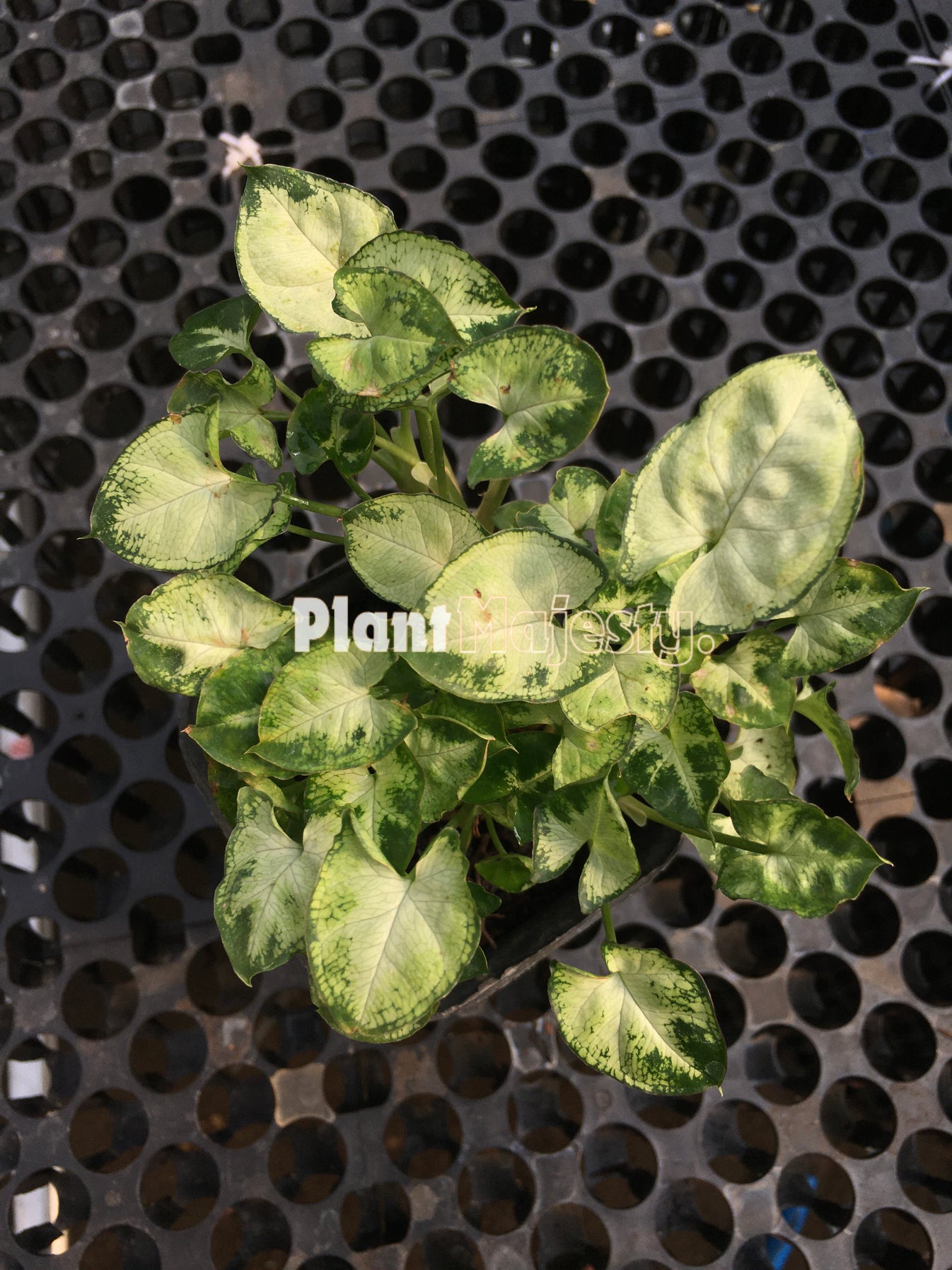 Syngonium Pixie Mini – Plant Majesty