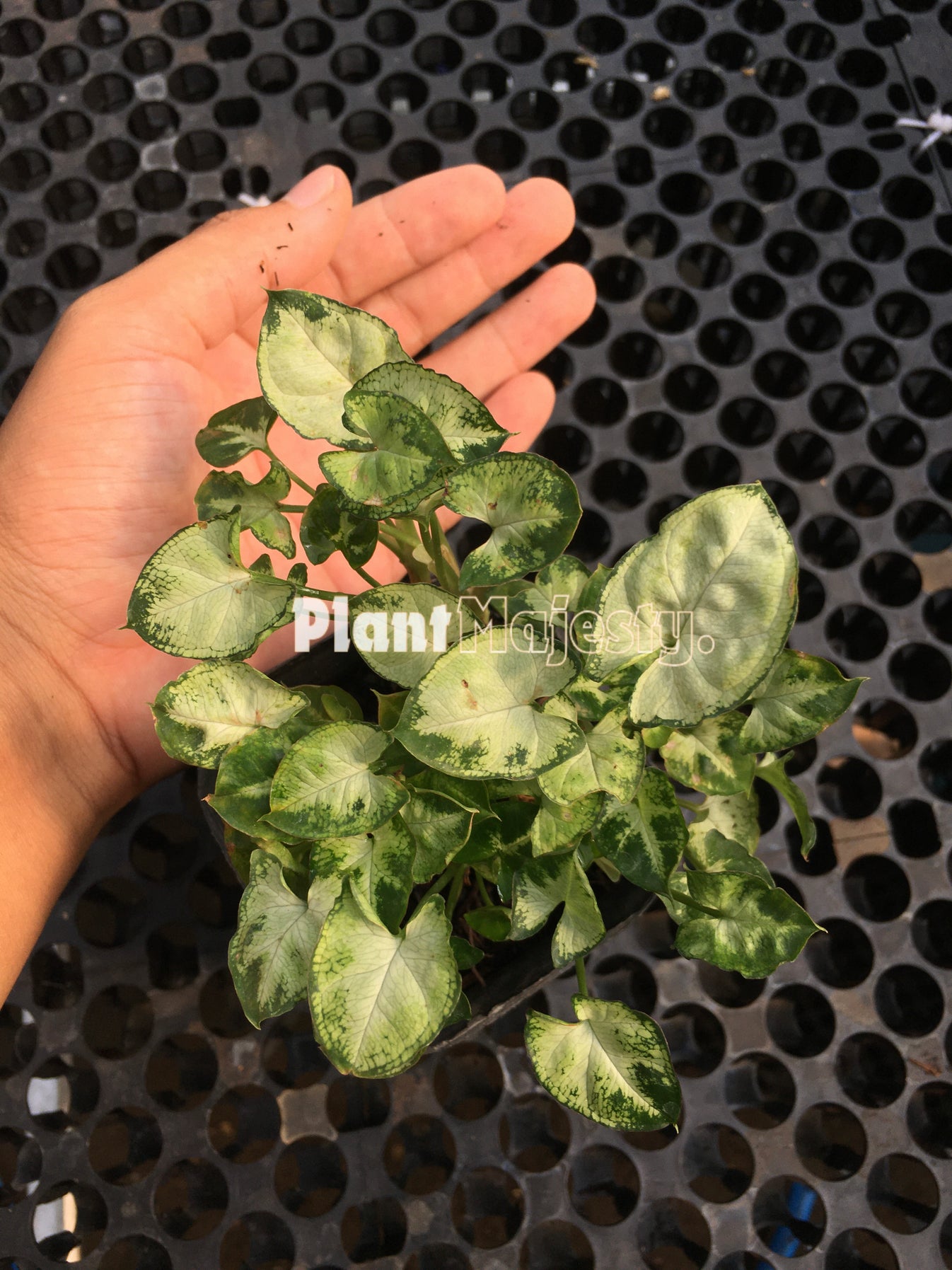 Syngonium Pixie Mini – Plant Majesty